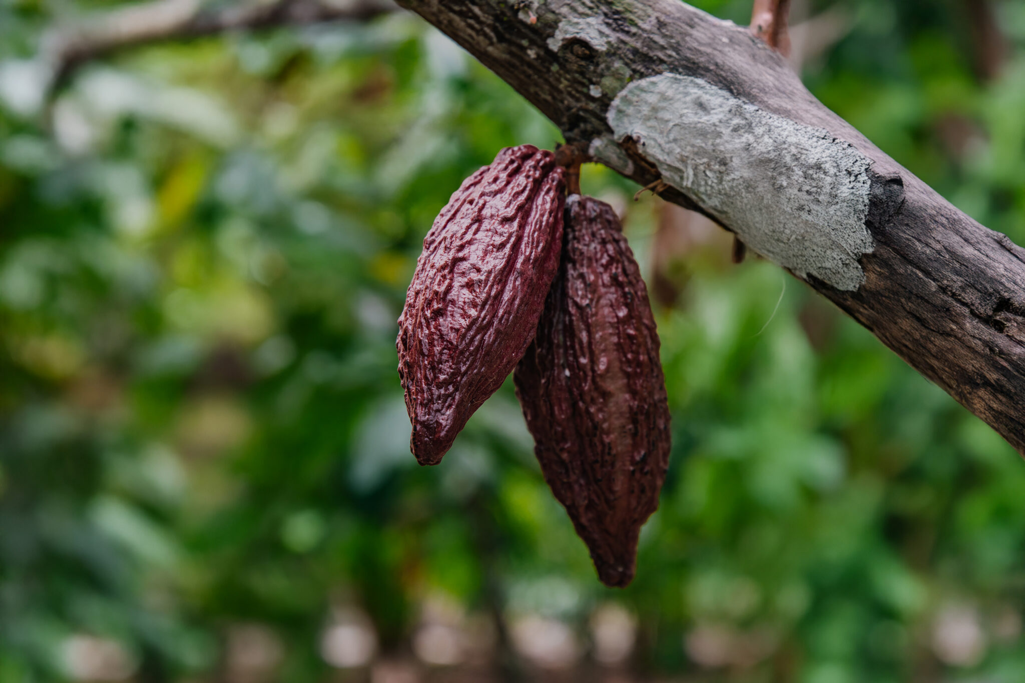 カカオの栄養素について解説！具体的な健康効果も紹介 - VANILLABEANS公式コラム CACAO NOTE